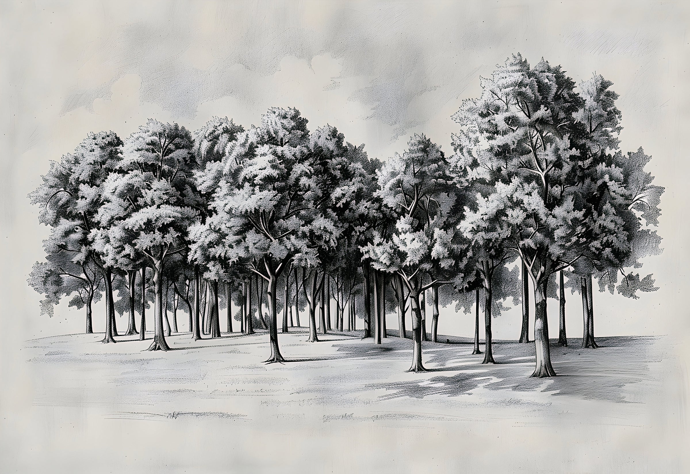 Black and White Trees Wall Mural - Pencil Drawing Tree Wallpaper